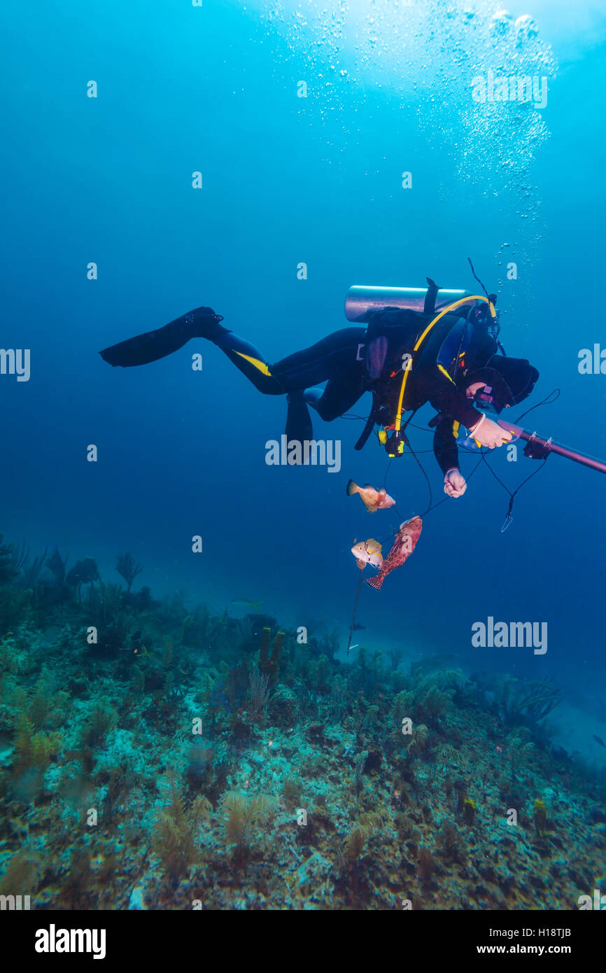 Scuba diver with speargun and dead fishes under water Stock Photo - Alamy