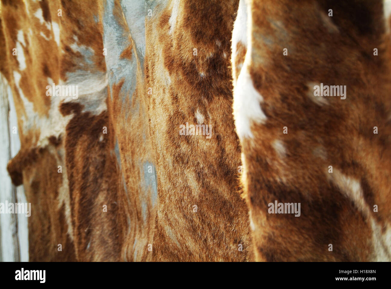 pieces of cow skin hanging in a row Stock Photo - Alamy