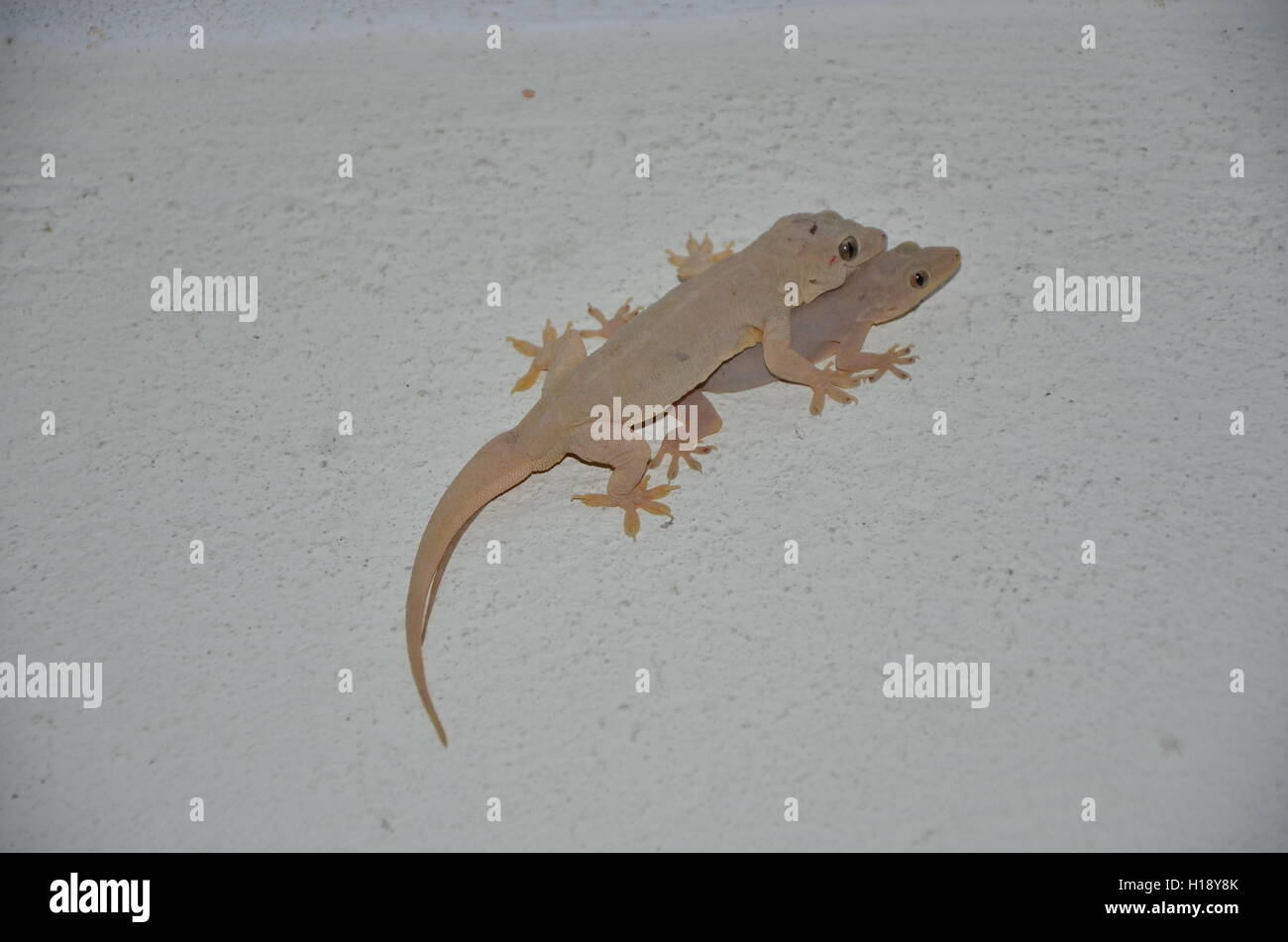 Union in house lizards hi-res stock photography and images - Alamy