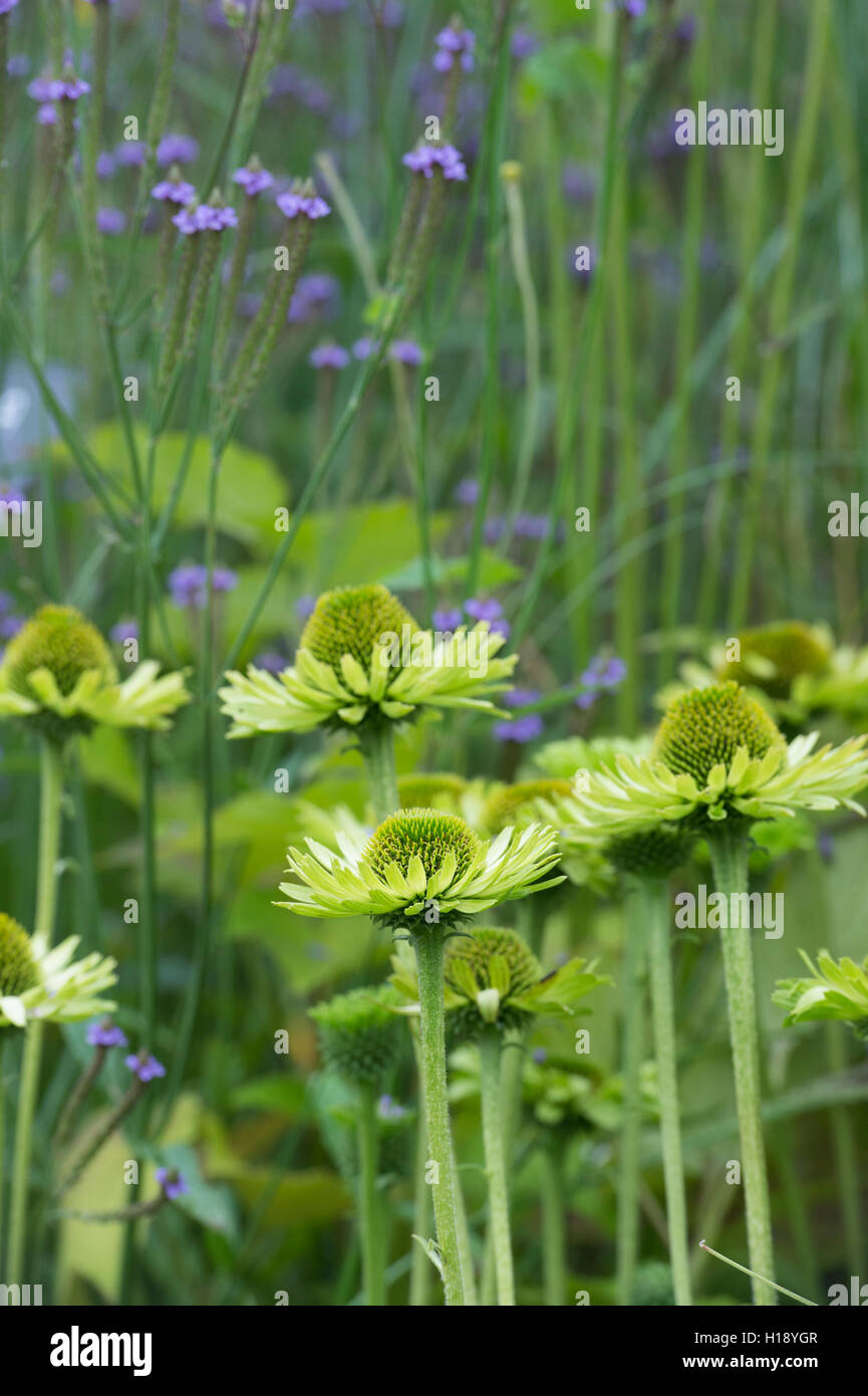 Echinacea Green Jewel High Resolution Stock Photography and Images - Alamy