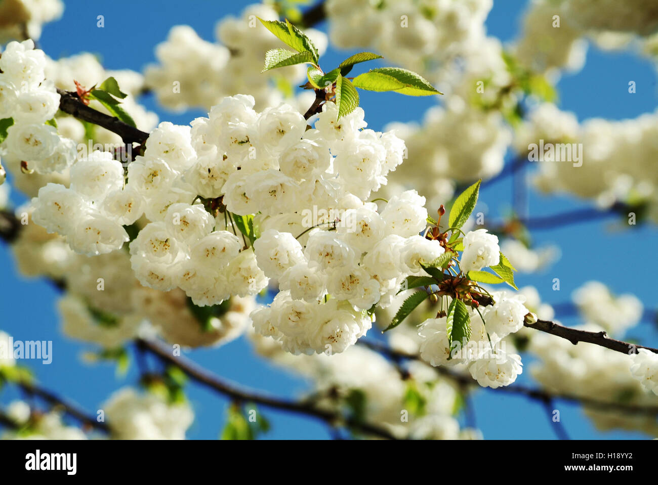 photo of a blossoming apple tree branch Stock Photo - Alamy photo of a blossoming apple tree branch Stock Photo - Alamy