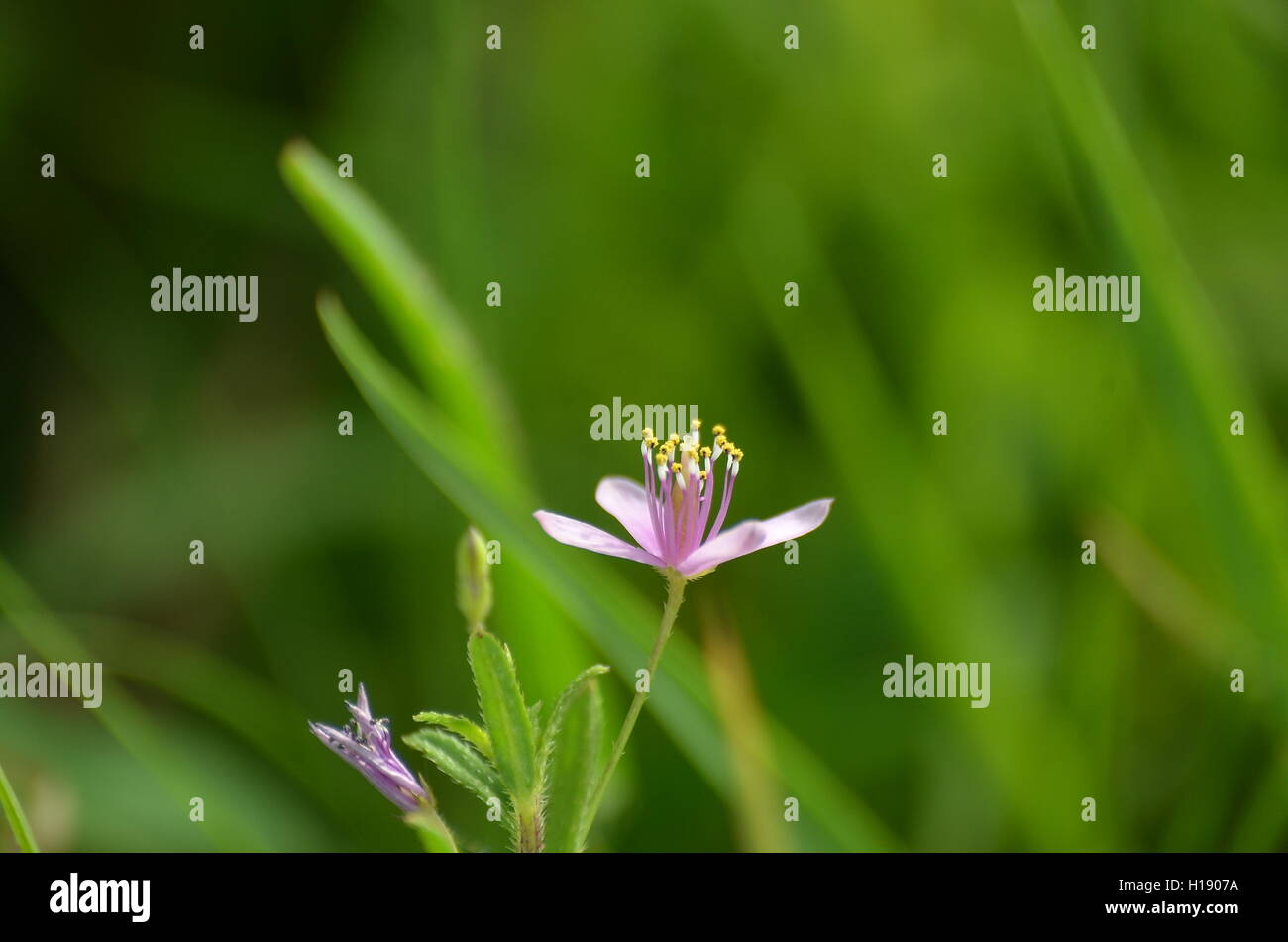 A beautiful wild flower Stock Photo - Alamy