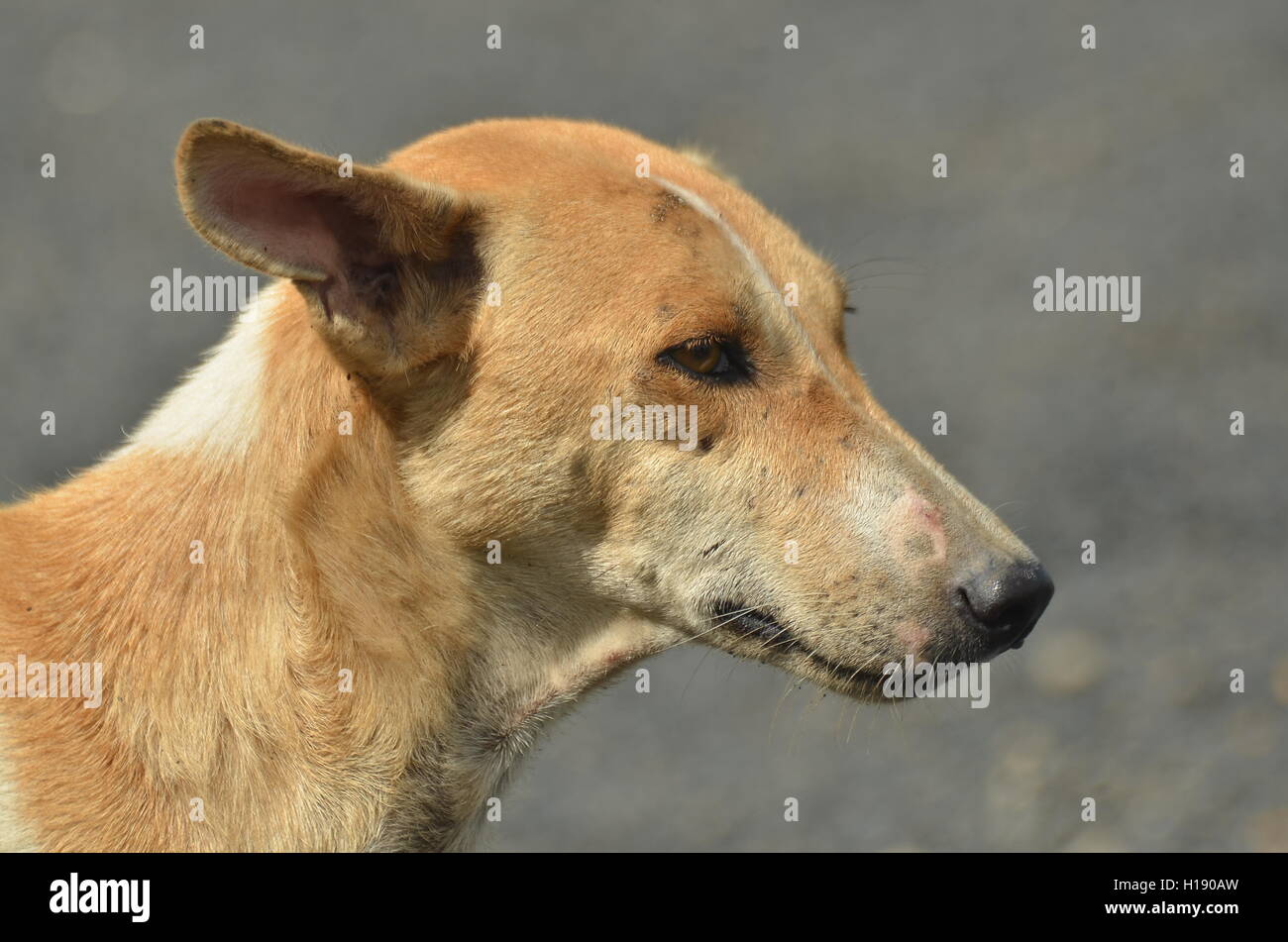 Stray dog hi-res stock photography and images - Alamy