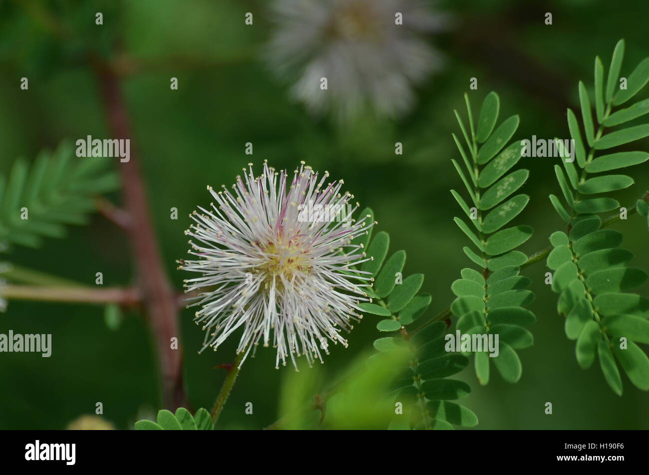 White mimosa flower hi-res stock photography and images - Alamy