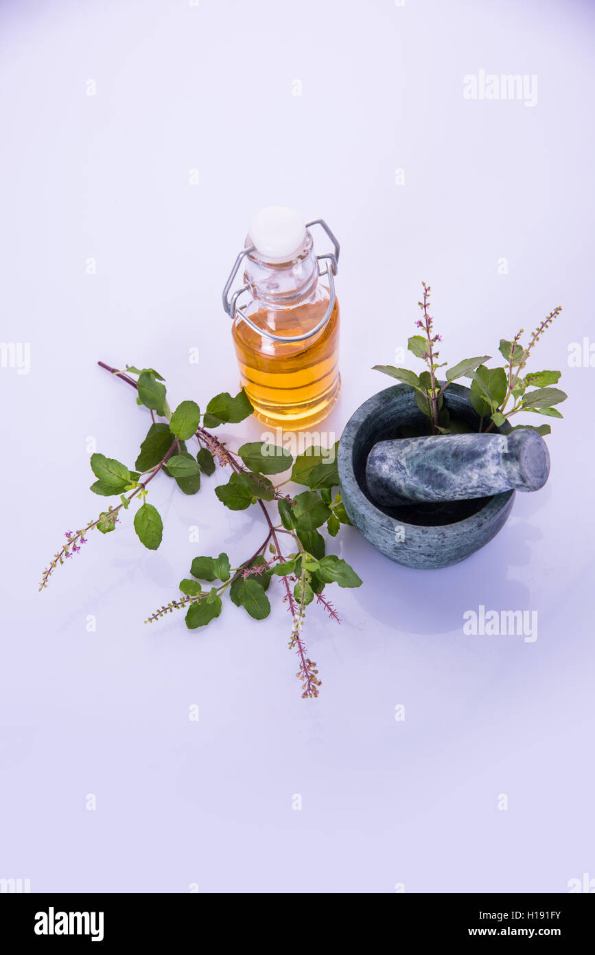 Tulsi oil or holy basil oil with Mortar and Pestle, tulsi or holy basil ...
