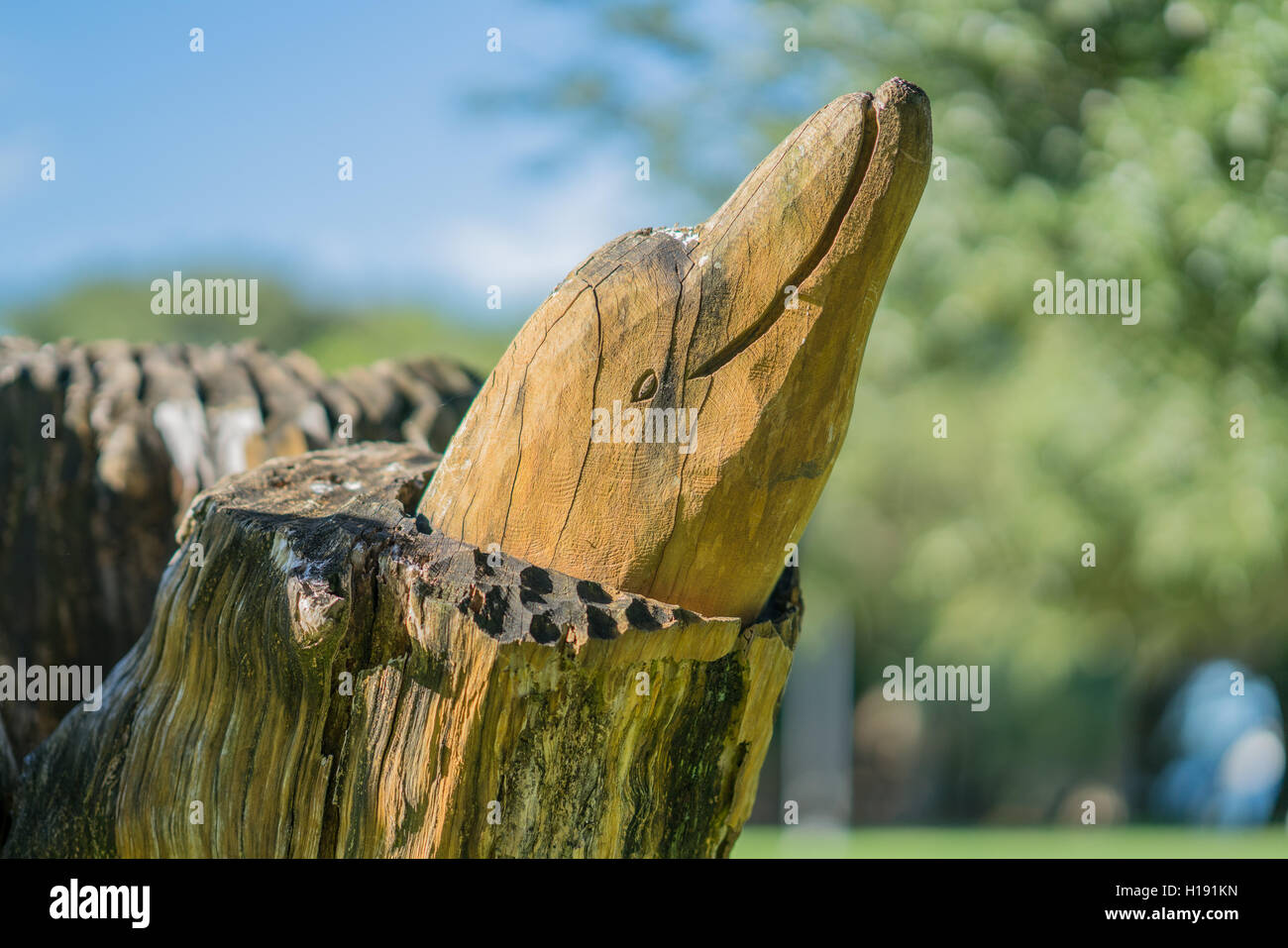 Dolphin head carved out of the trunk of a Live Oak Tree in Melbourne ...