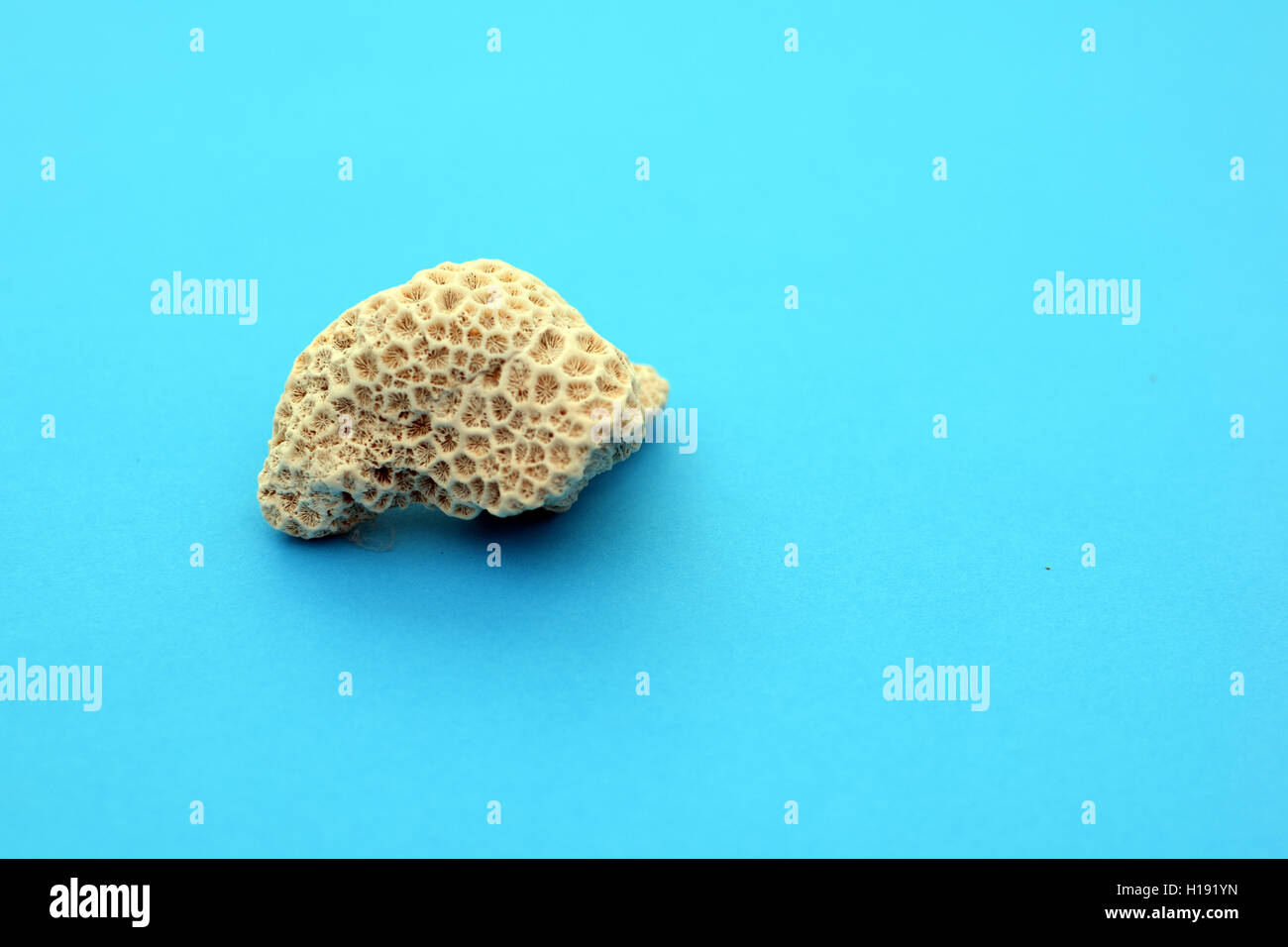 Simple single piece of coral on blue background Stock Photo - Alamy
