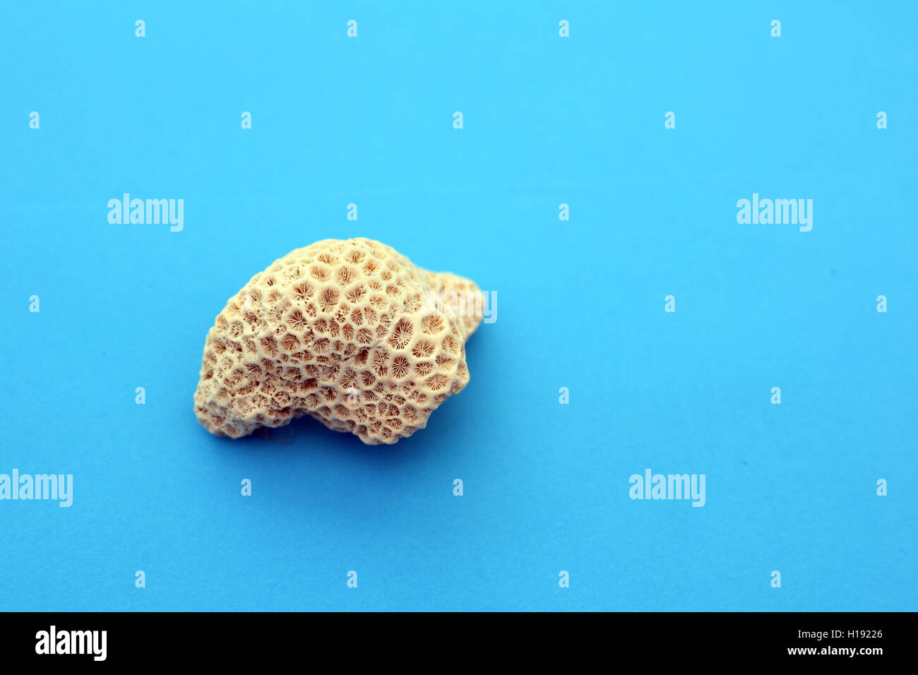 Simple single piece of coral on blue background Stock Photo - Alamy