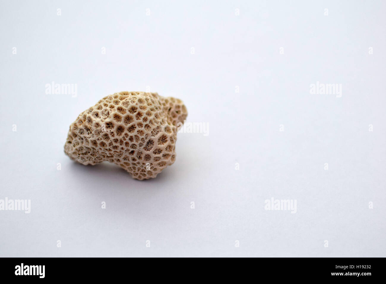 Simple single piece of coral on white background Stock Photo - Alamy