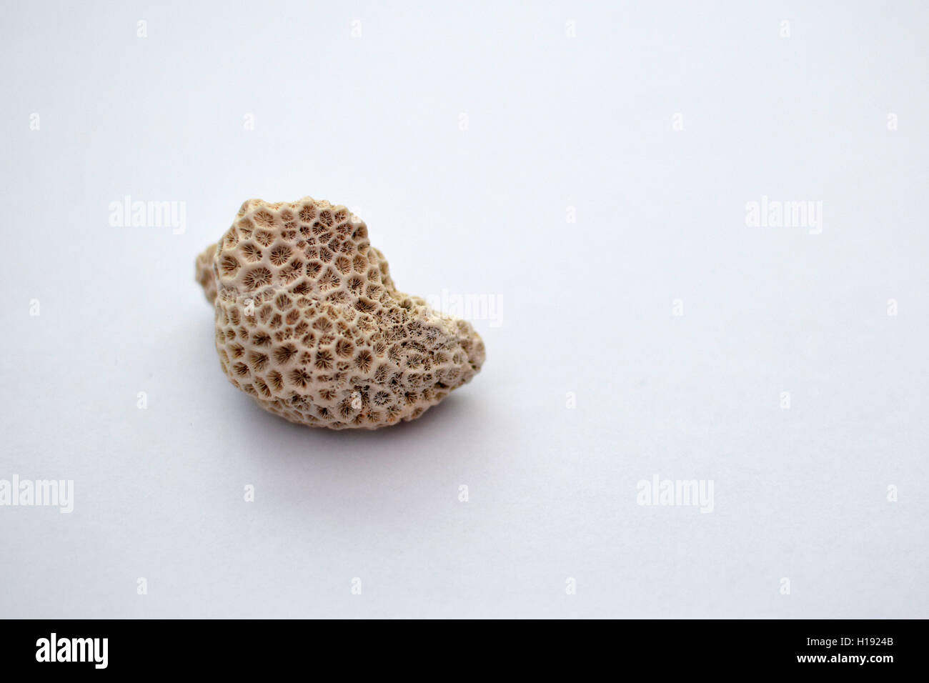 Simple single piece of coral on white background Stock Photo - Alamy
