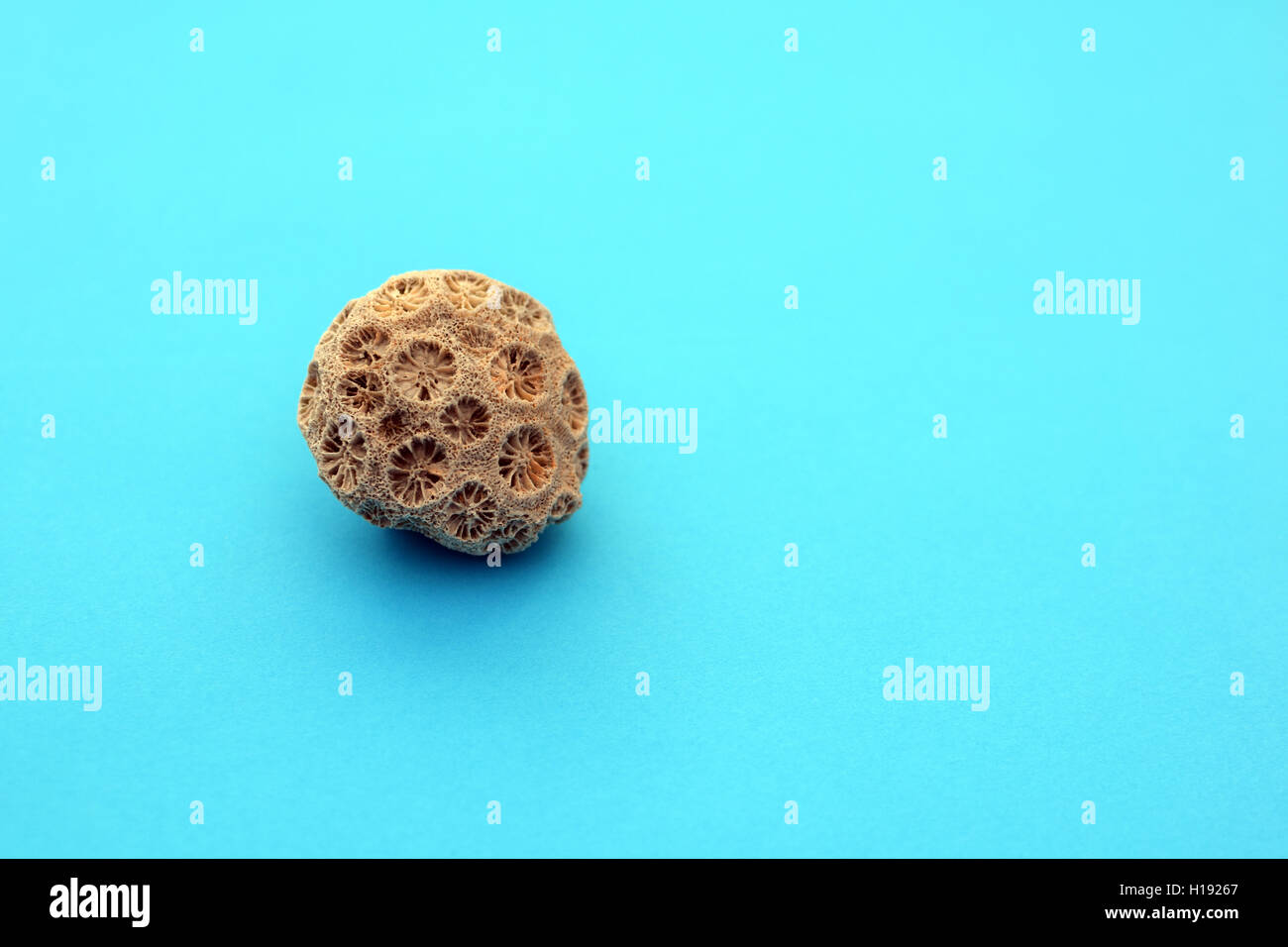 Simple single piece of coral on blue background Stock Photo - Alamy