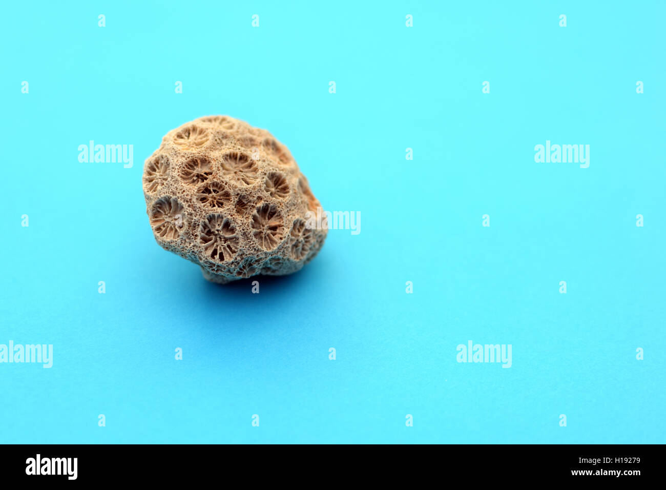 Simple single piece of coral on blue background Stock Photo - Alamy