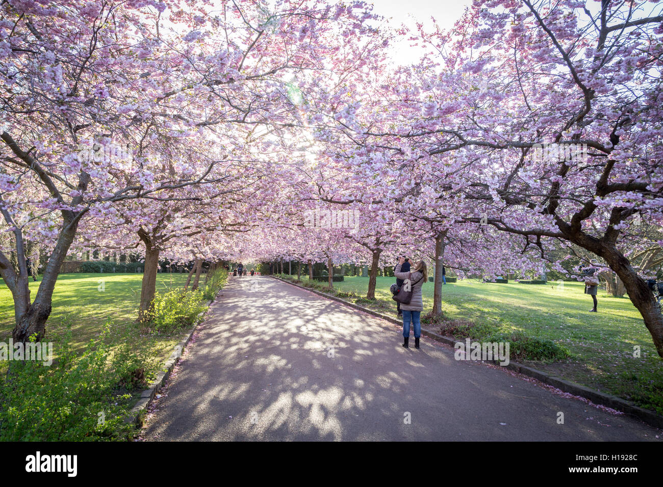 Cherry tree blossoming at Bispebjerg Cemetery, Denmark Stock Photo - Alamy