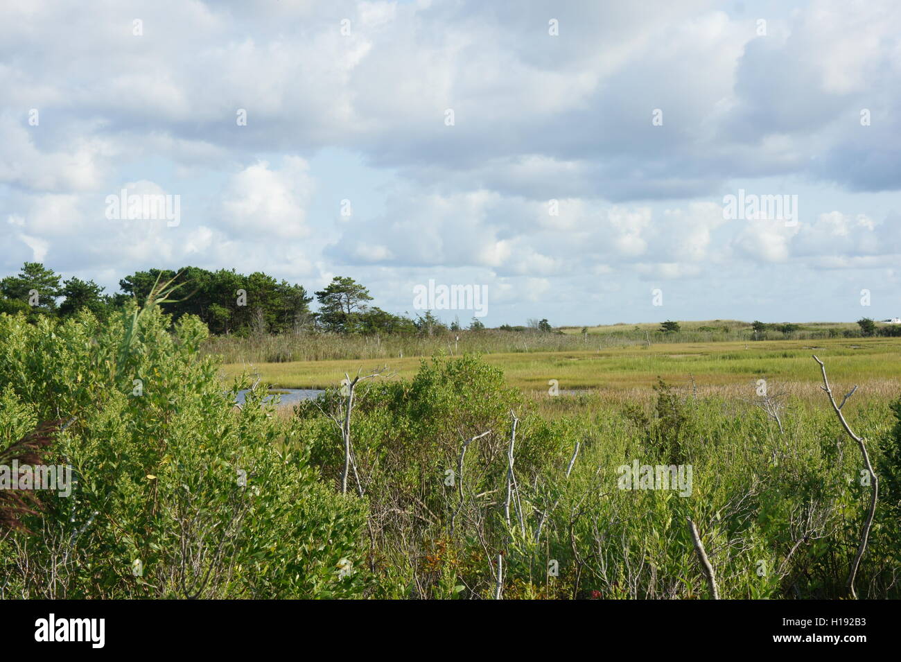 Marsh/Dunes near the beach Stock Photo - Alamy