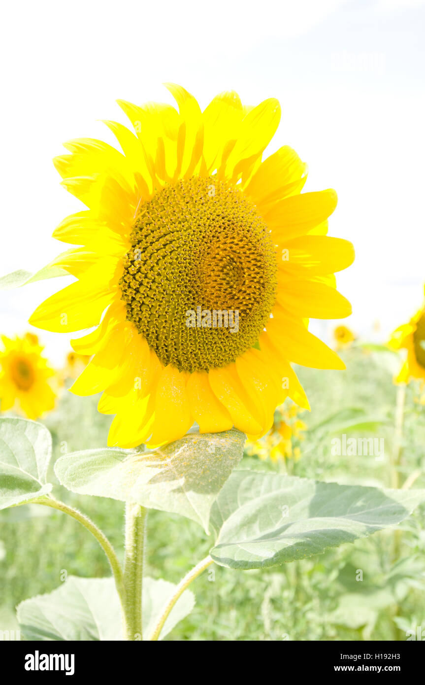 One big sunflower in front of blue sky at summer Stock Photo - Alamy