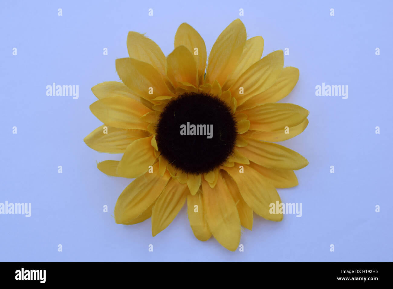 Single sunflower hi-res stock photography and images - Alamy