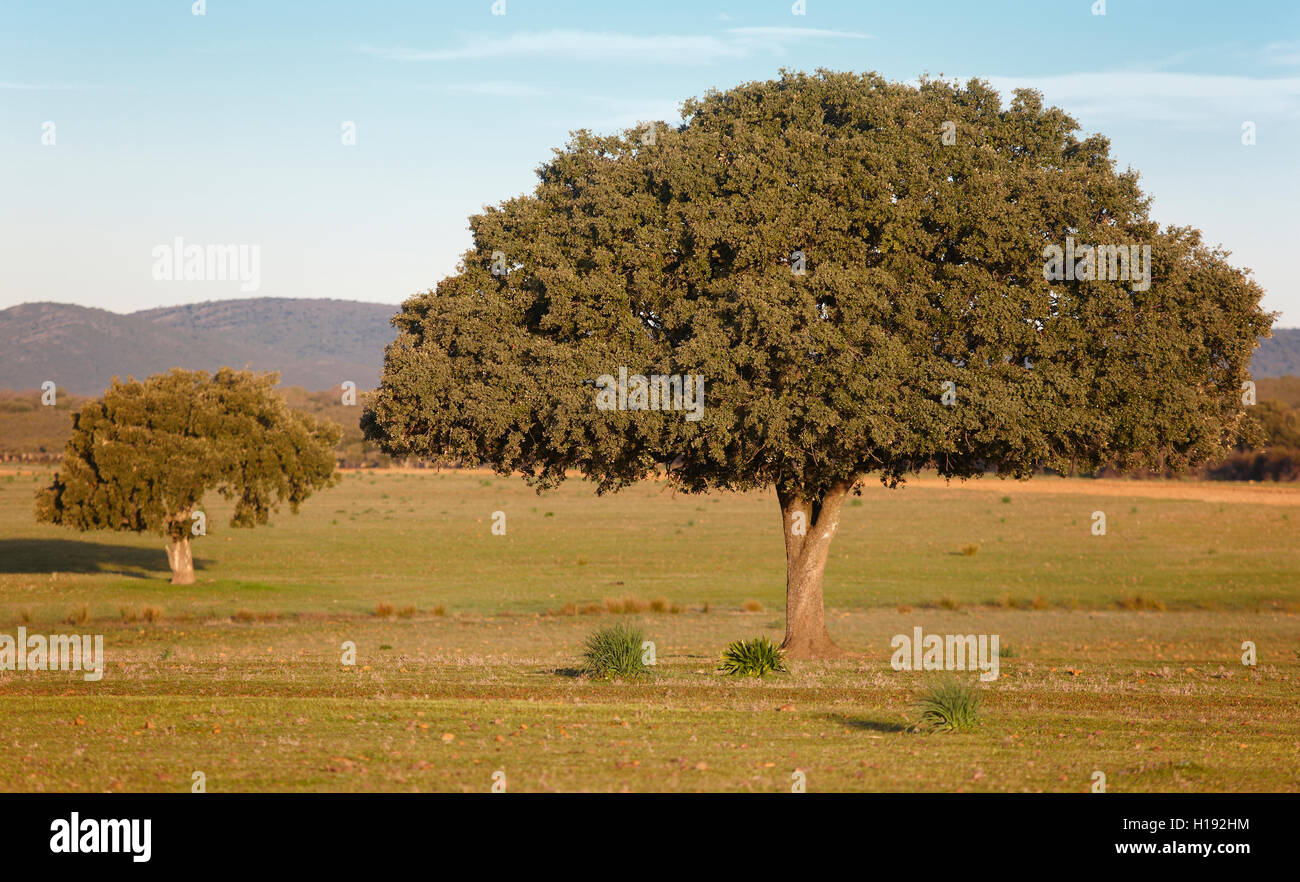 Mediterranean oak forest hi-res stock photography and images - Alamy
