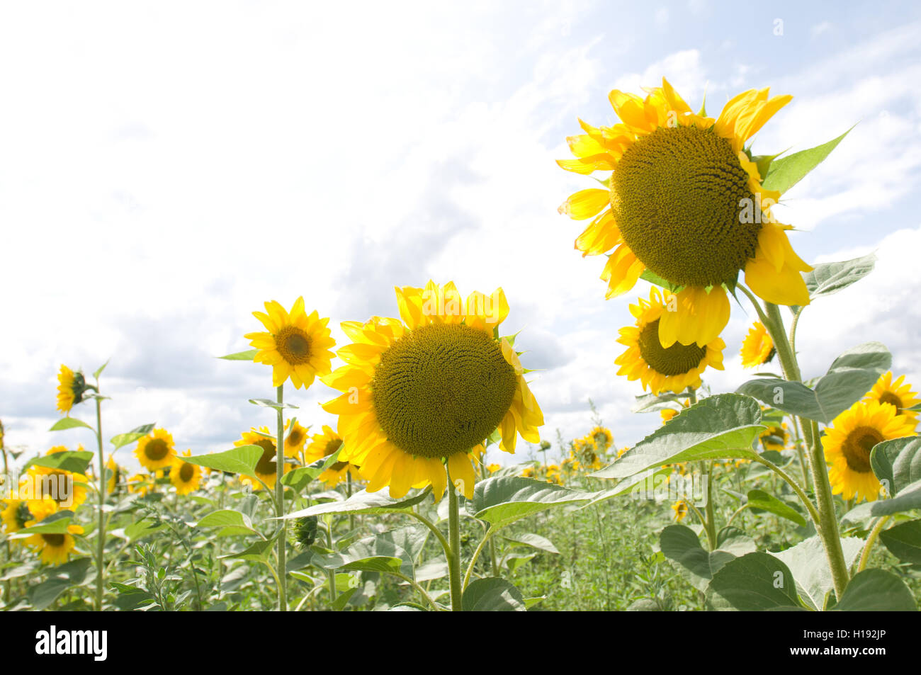 Two yellow sunflowers at summer look to each other Stock Photo - Alamy