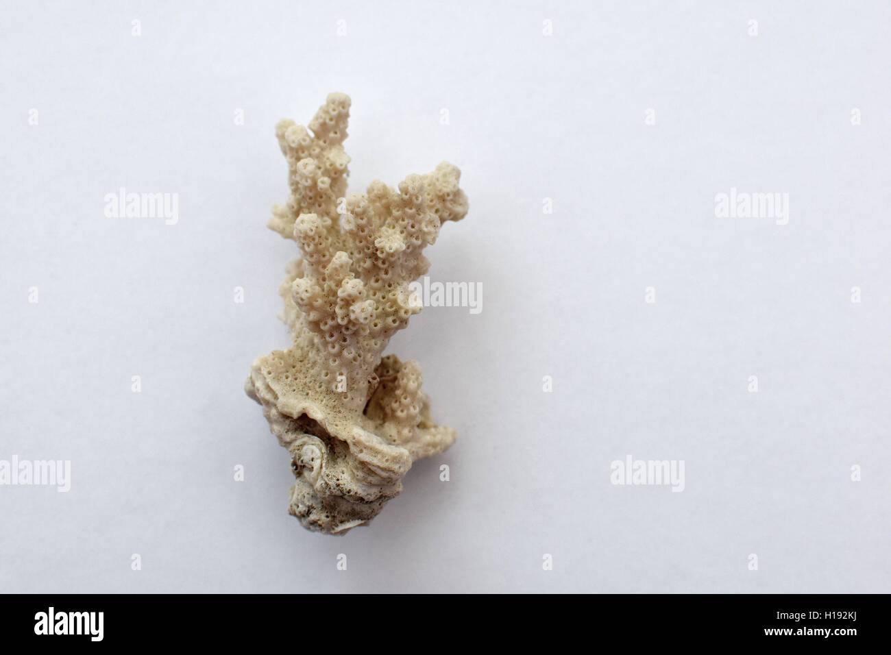 Coral dry hi-res stock photography and images - Alamy