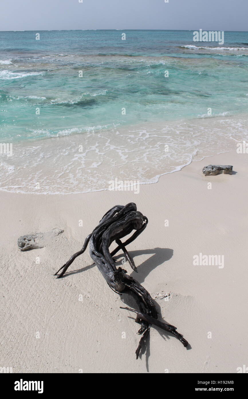 Driftwood on the beach Stock Photo - Alamy