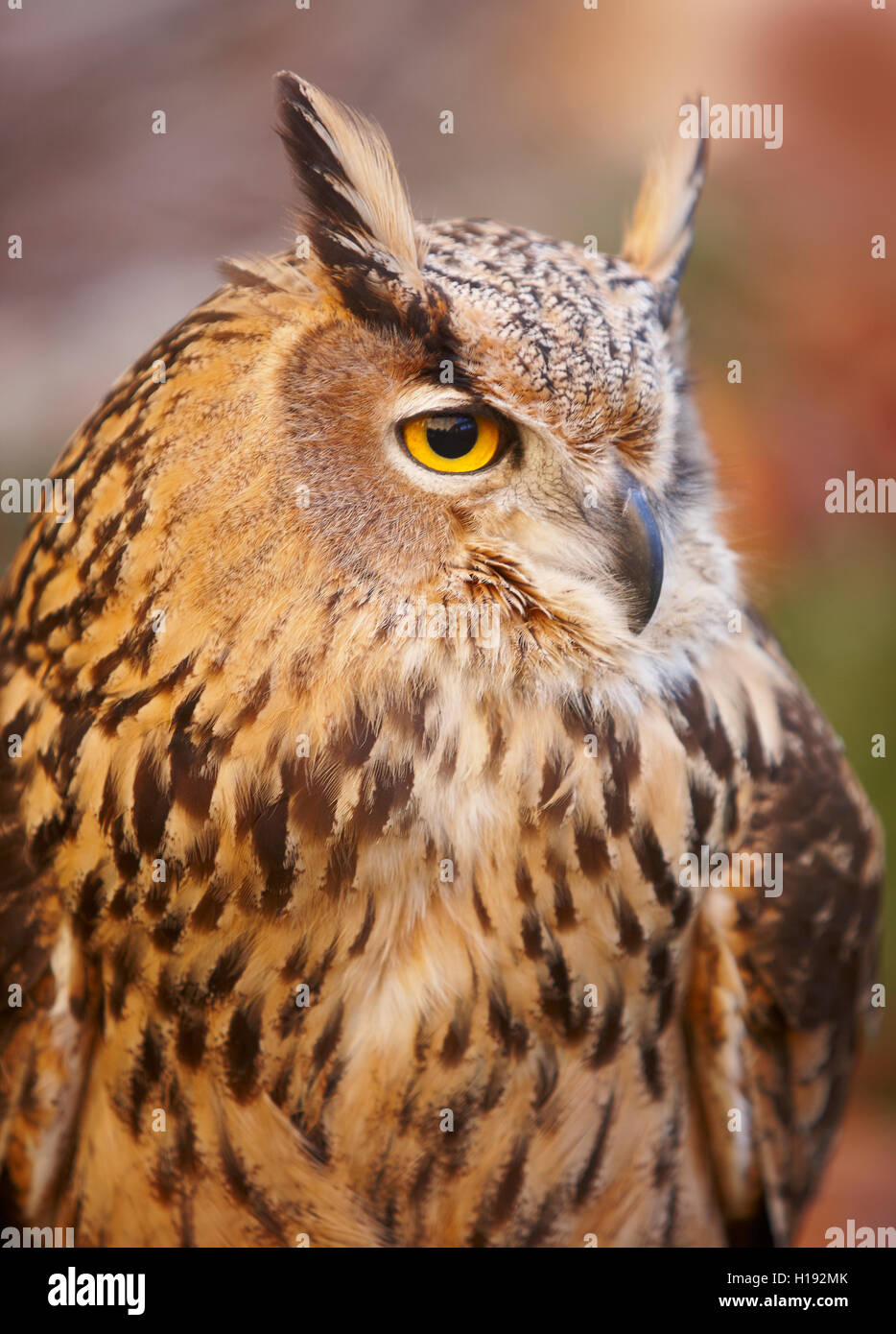 Owl with yellow eyes and warm tone background in Spain. Vertical Stock ...