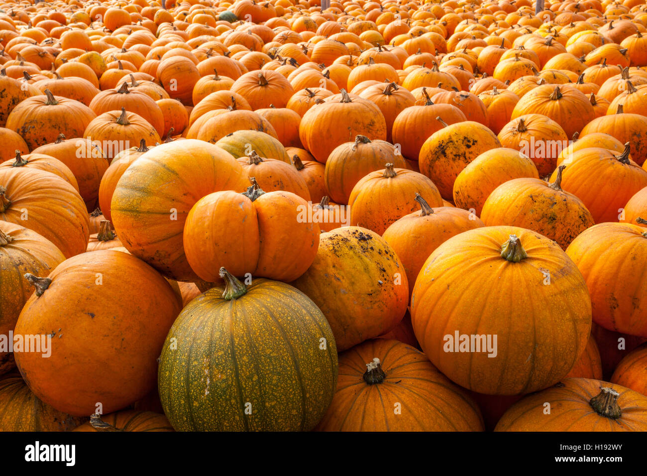 Curing Pumpkins and Winter Squash. Storing ripening pumpkins and winter ...