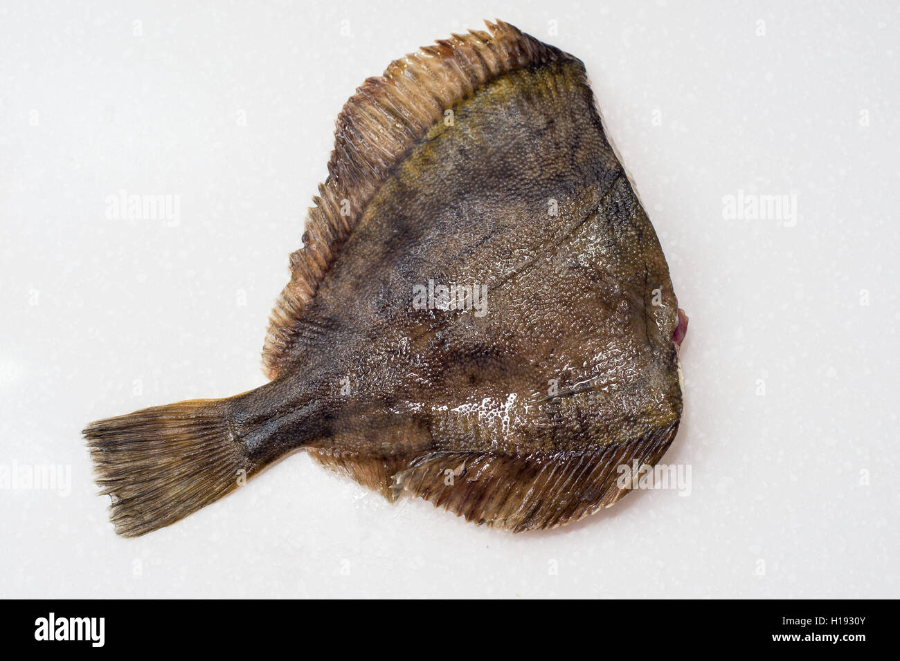 Flounder raw fish on a dark background Stock Photo - Alamy