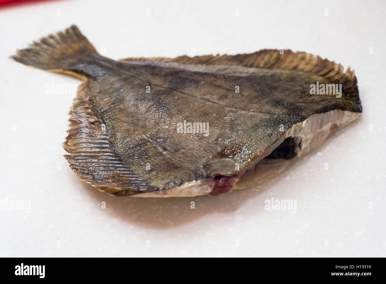 Spotted flounder hi-res stock photography and images - Alamy
