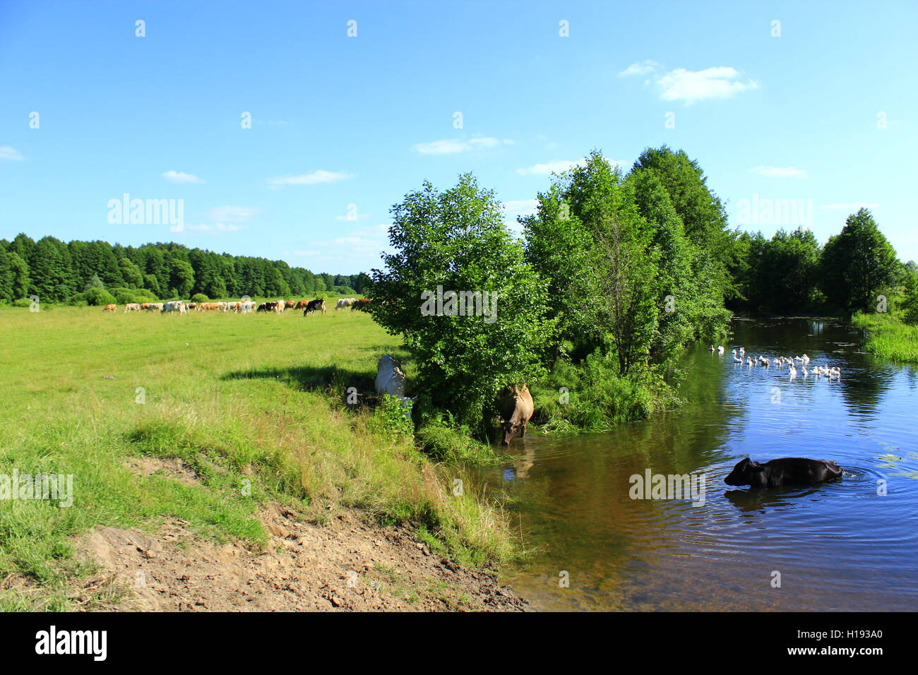 rural cow goes in the river near the pasture Stock Photo - Alamy
