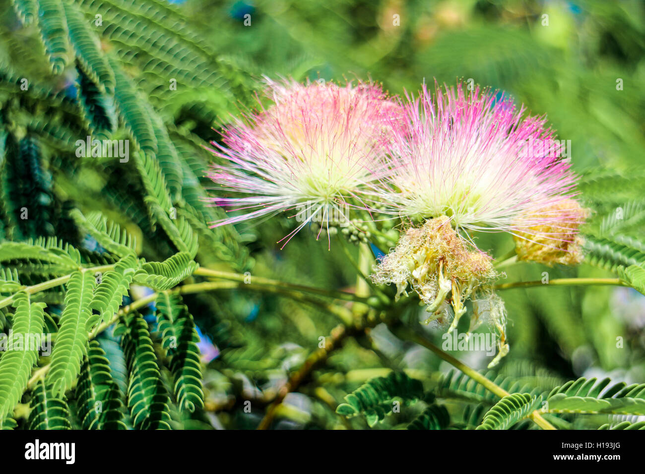 Albizia julibrissin persian silk tree hi-res stock photography and ...