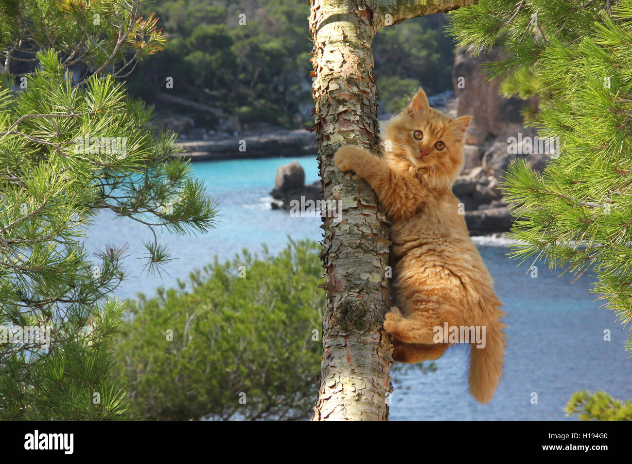 domestic kitten, red tabby, ginger, angora hybrid, climbing the trunk ...