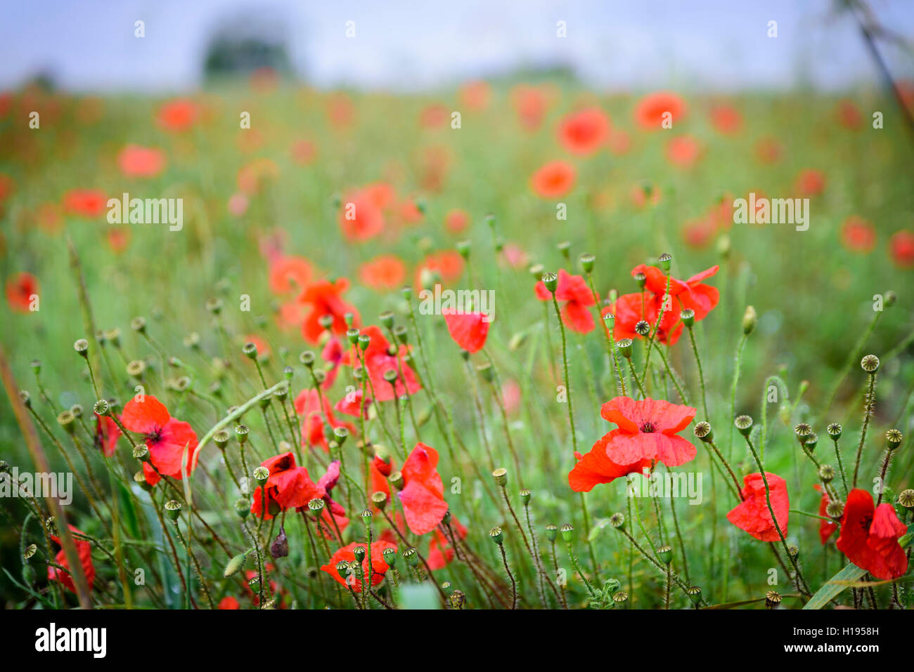 Poppy field - red poppies with blurred field background Stock Photo - Alamy