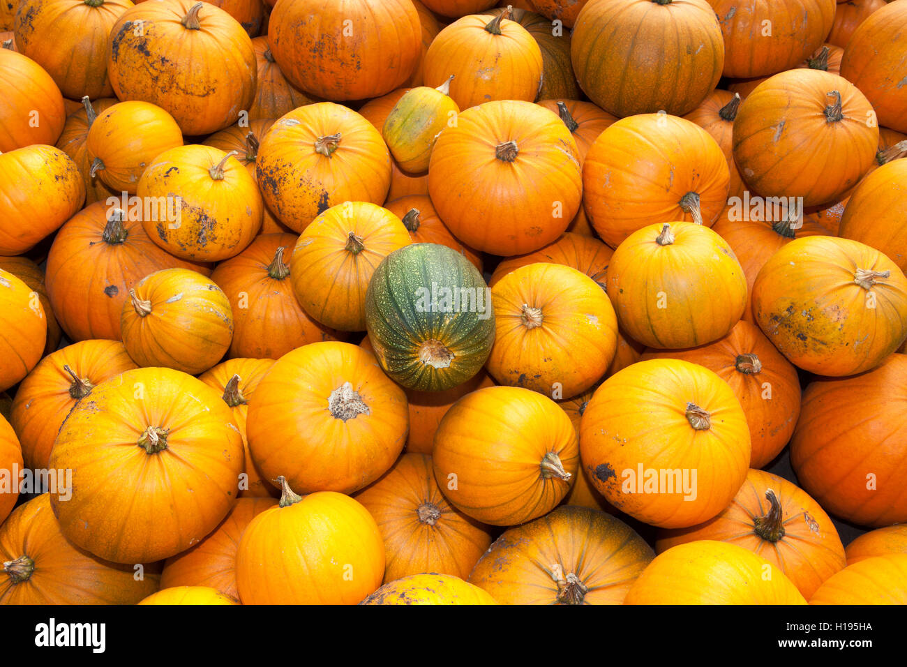 Recently picked pumpkins stored inside a greenhouse, in crates, ready ...