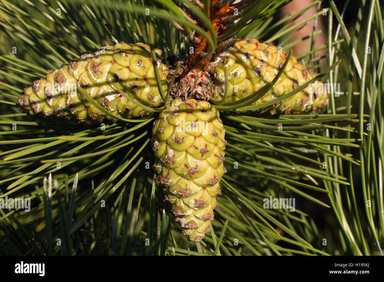 Pine branch. Conifer, pinecone tree, nature, forest Stock Photo - Alamy