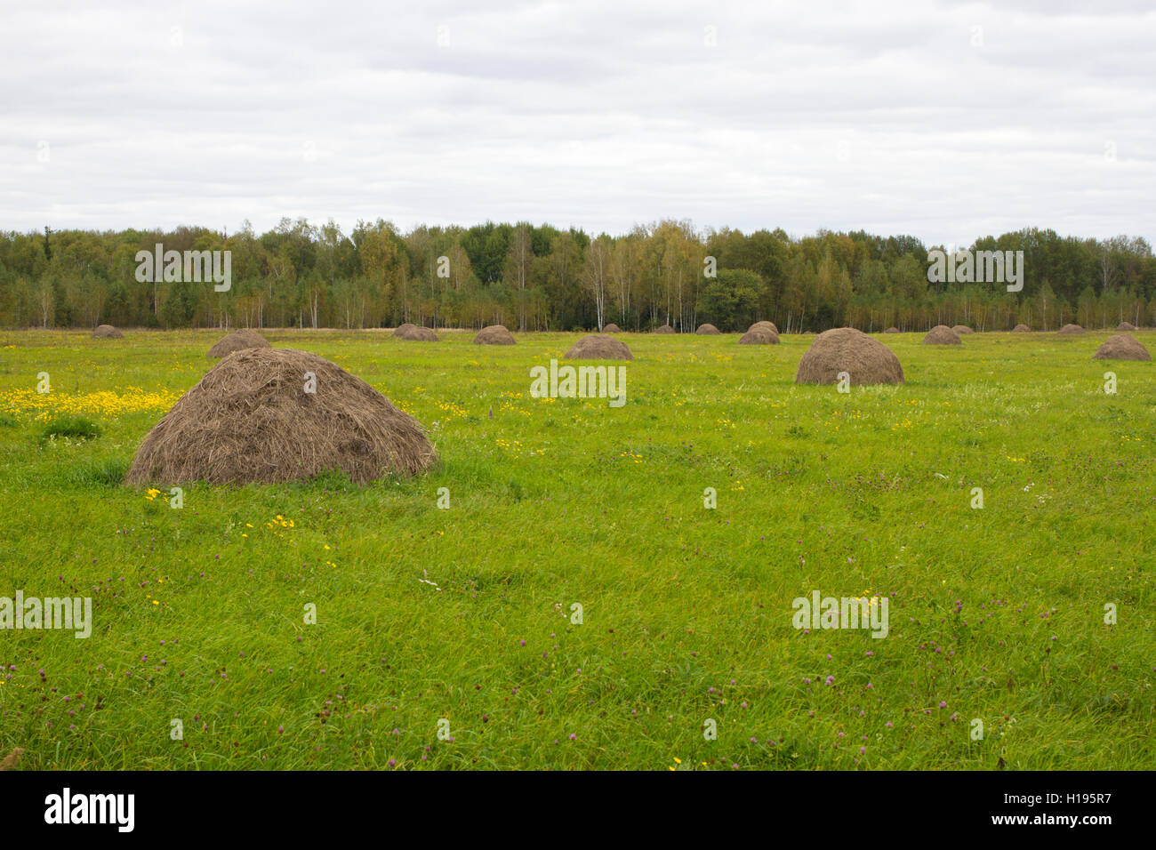 Green field with hay groups. Mop, agricultural for animal feed, Ukraine ...