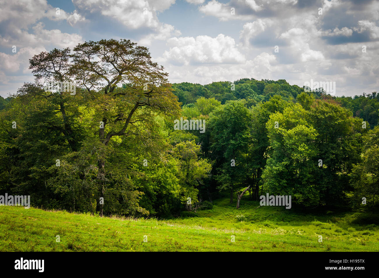 Field and trees in rural Baltimore County, Maryland Stock Photo - Alamy