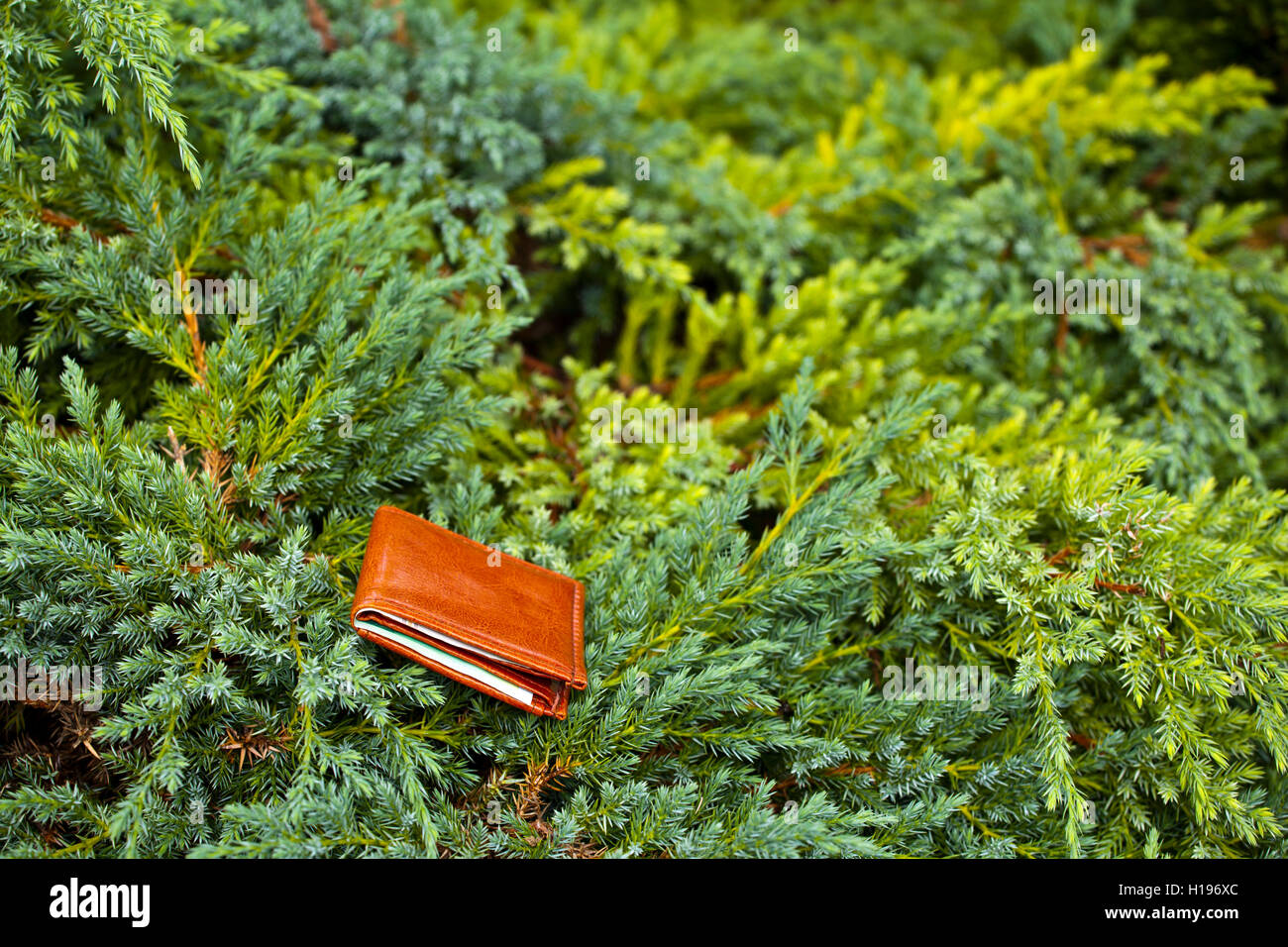 Lost leather wallet with money lost in a park Stock Photo - Alamy