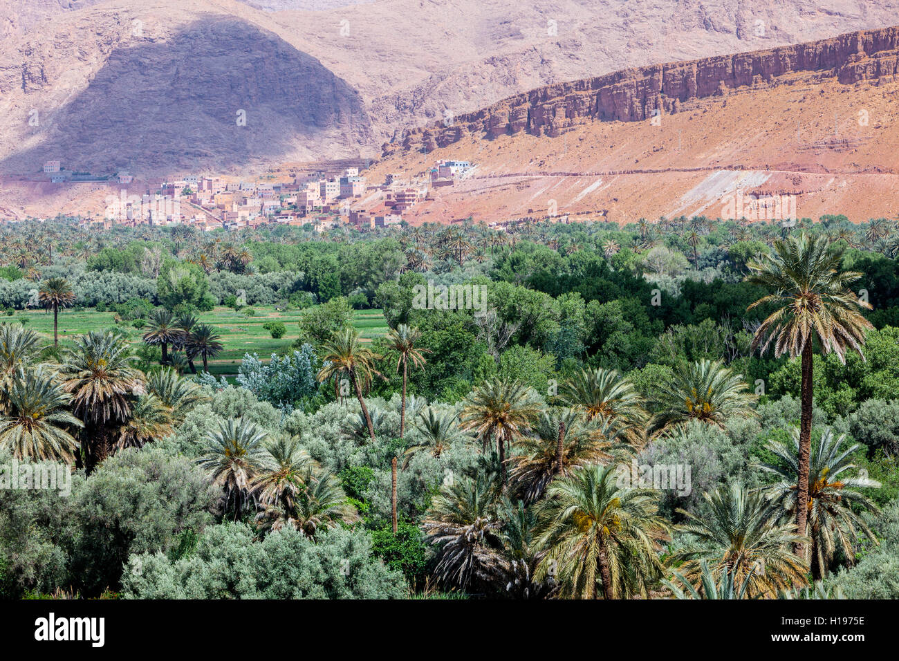 Tineghir Oasis, Morocco. Palmeraie Oasis Scene Stock Photo - Alamy
