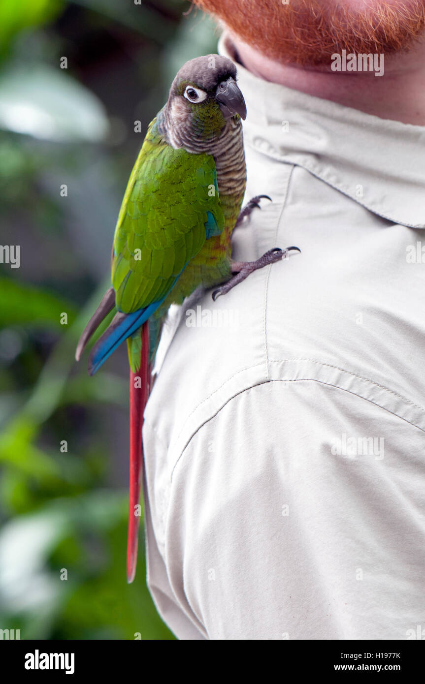 Parrot On Shoulder High Resolution Stock Photography and Images - Alamy