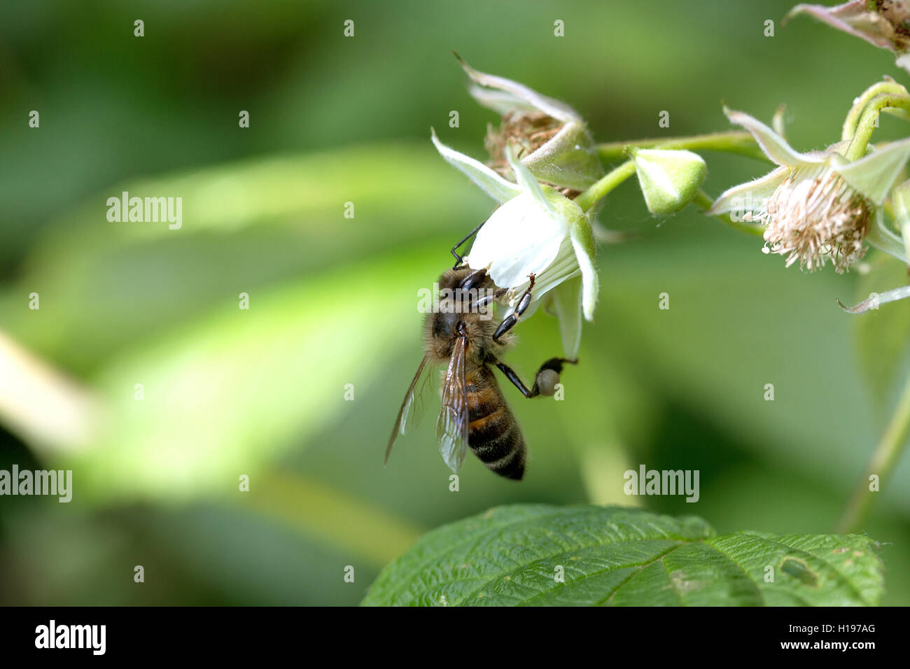 bee collects pollen from a flower of raspberry Stock Photo - Alamy