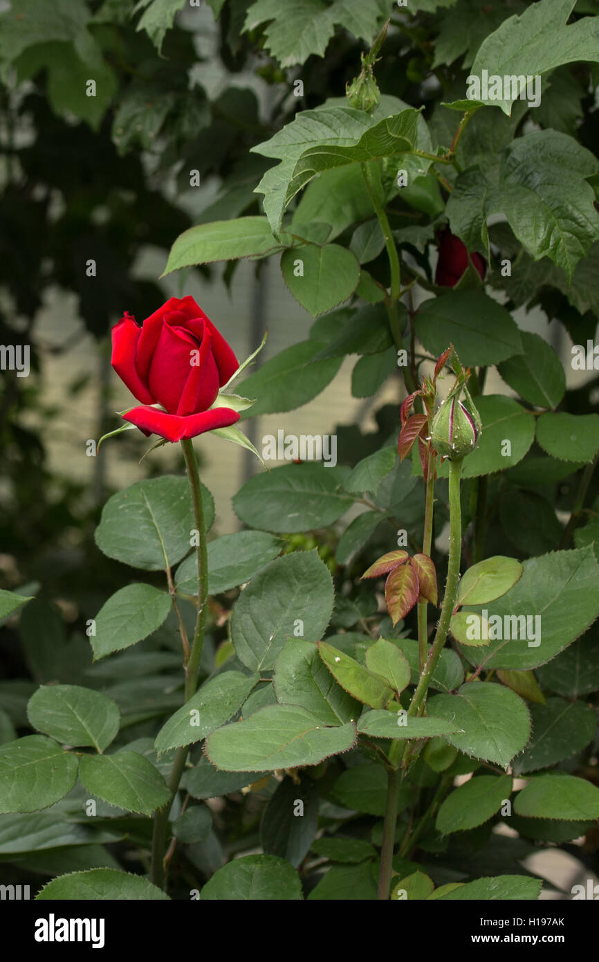 bush of red roses with beautiful red flowers Stock Photo - Alamy