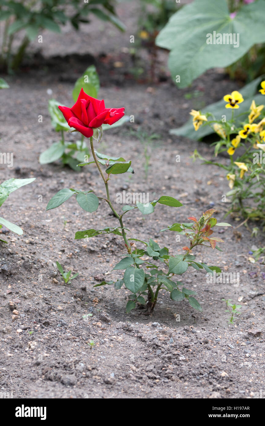 Rose Garden In The Ground