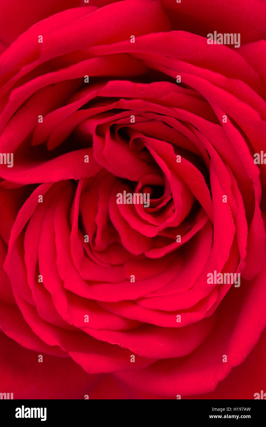 big flower bud a red rose blooming closeup Stock Photo - Alamy