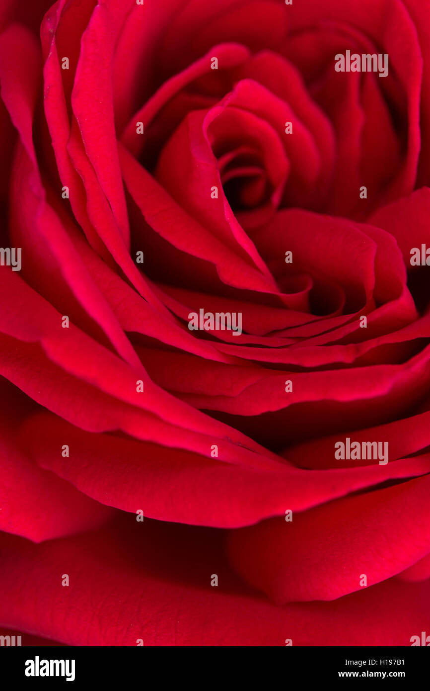 petals of a beautiful red rose closeup Stock Photo - Alamy
