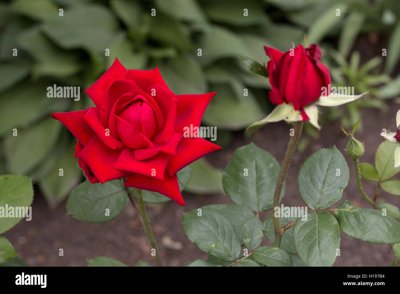 beautiful red rose blossom in the garden Stock Photo - Alamy