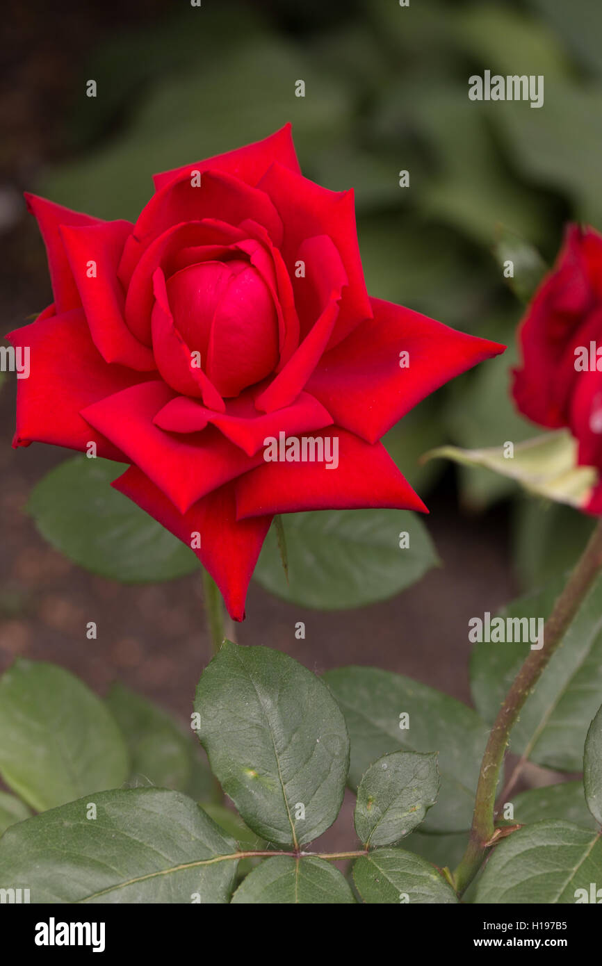 the red rose blossom in the garden Stock Photo - Alamy