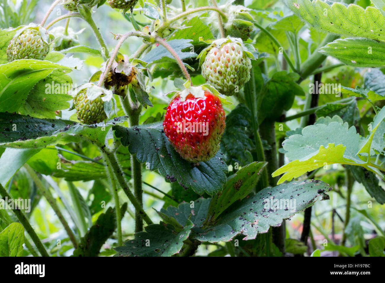 Strawberry harvest hi-res stock photography and images - Alamy