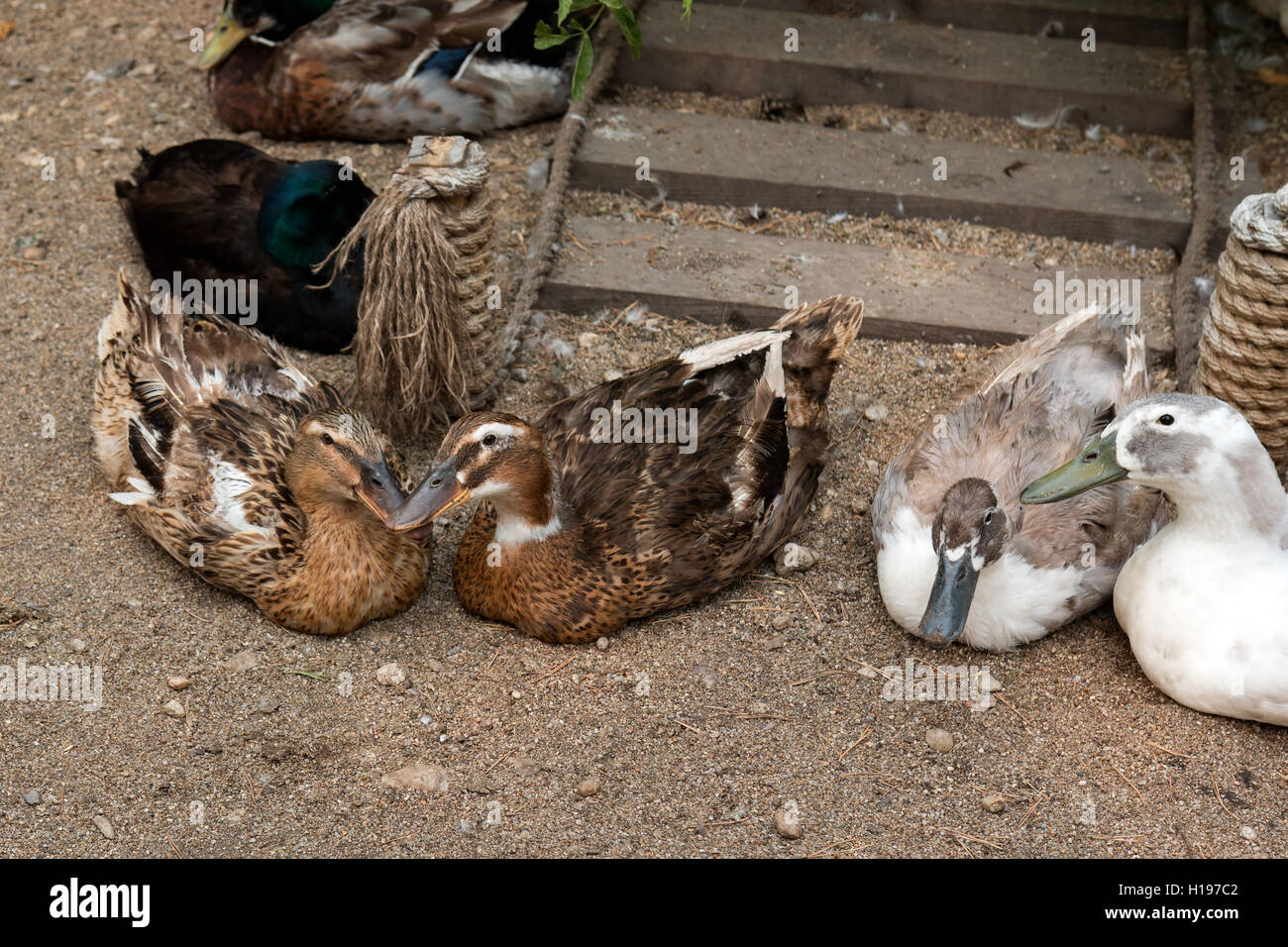 Sand ducks hi-res stock photography and images - Alamy