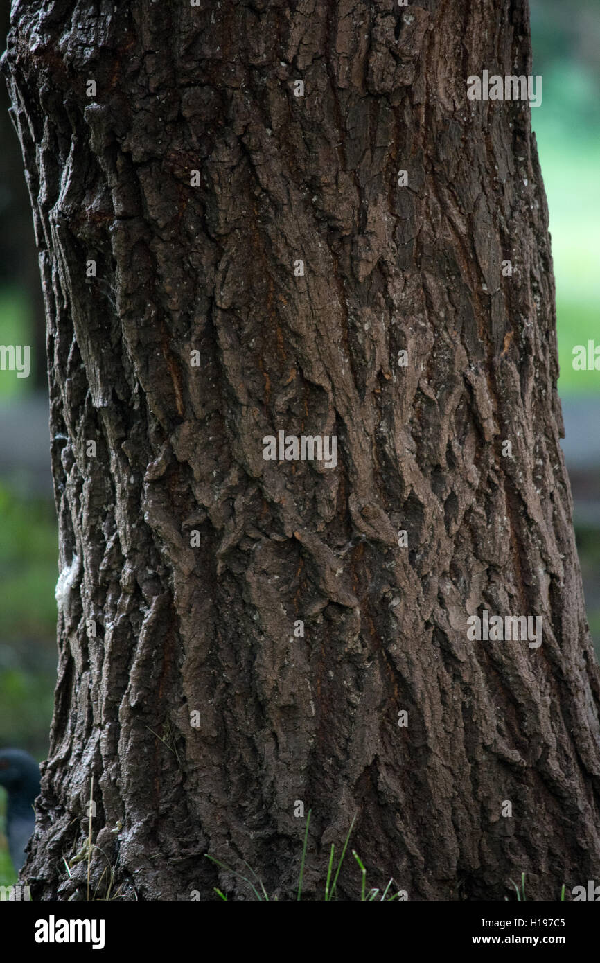 the trunk of a large old tree Stock Photo - Alamy