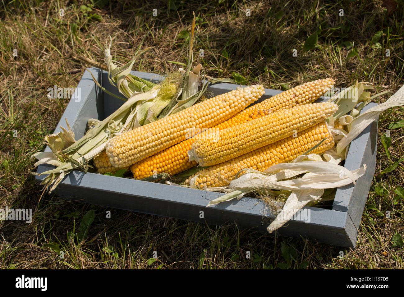corn cobs lie in a wooden box Stock Photo - Alamy